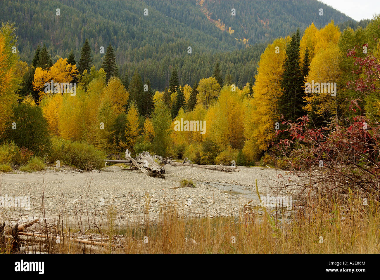 Vine maple leaves turning color in the fall Stock Photo - Alamy