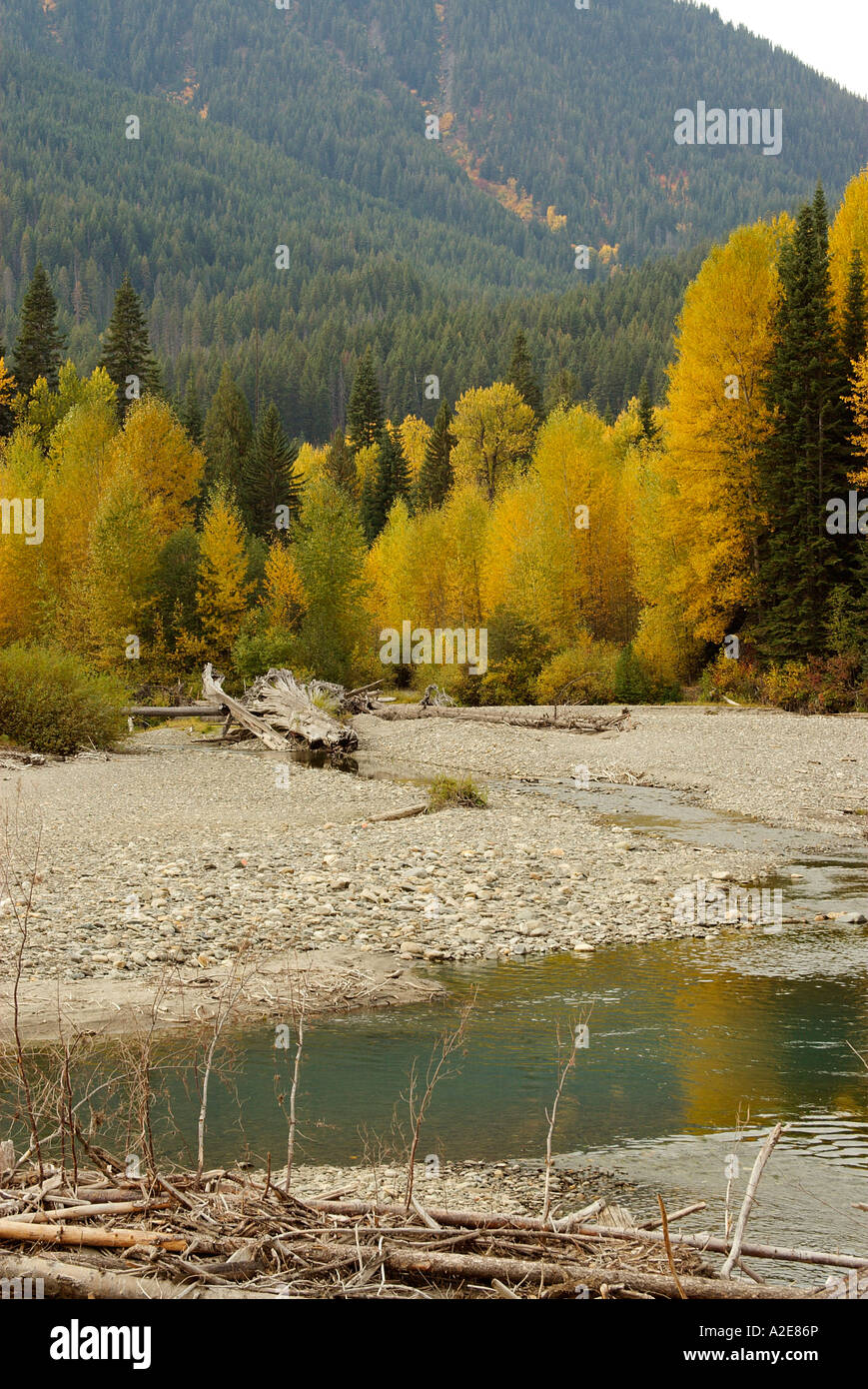 Vine maple leaves turning color in the fall Stock Photo - Alamy