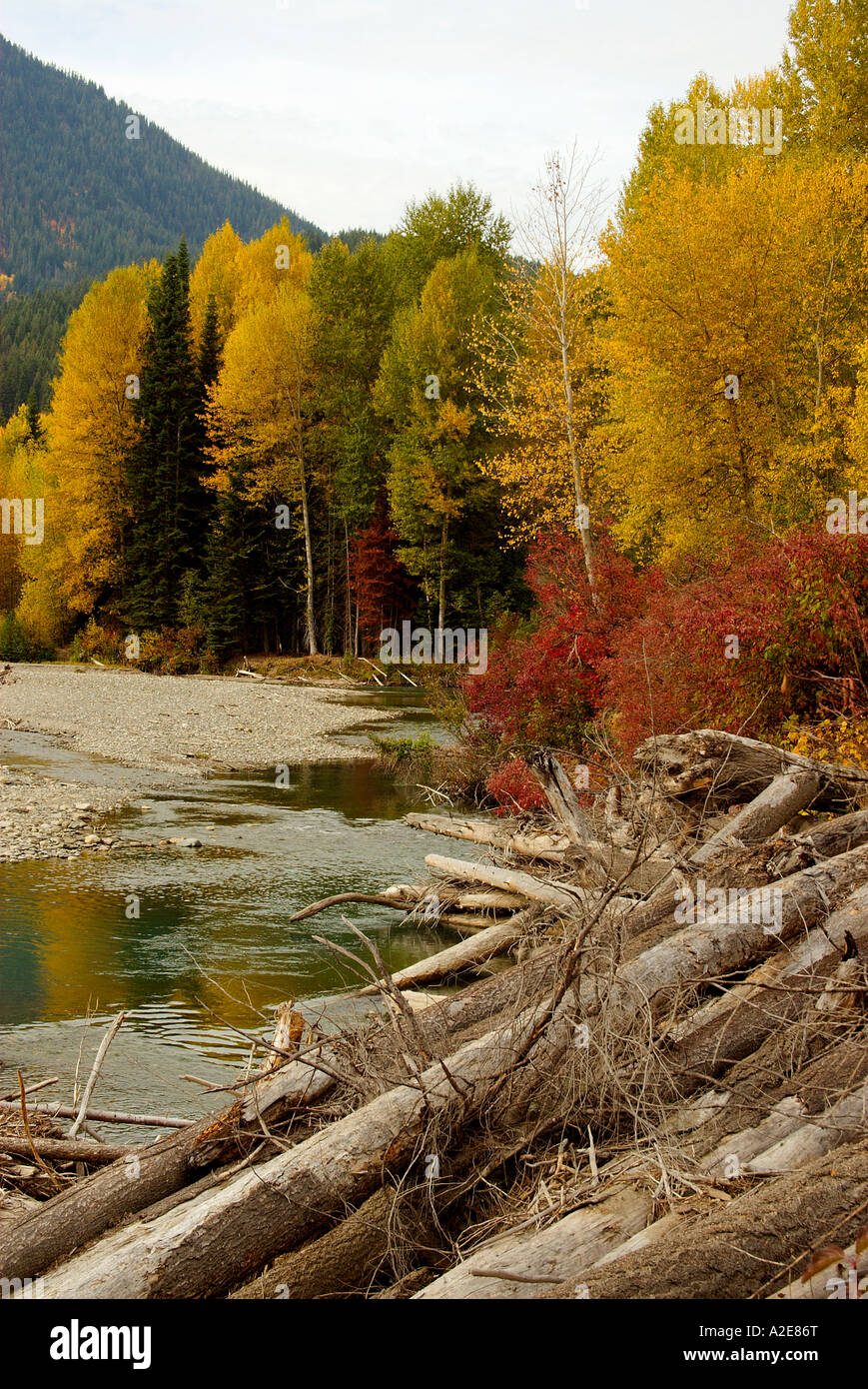 Vine maple leaves turning color in the fall Stock Photo - Alamy