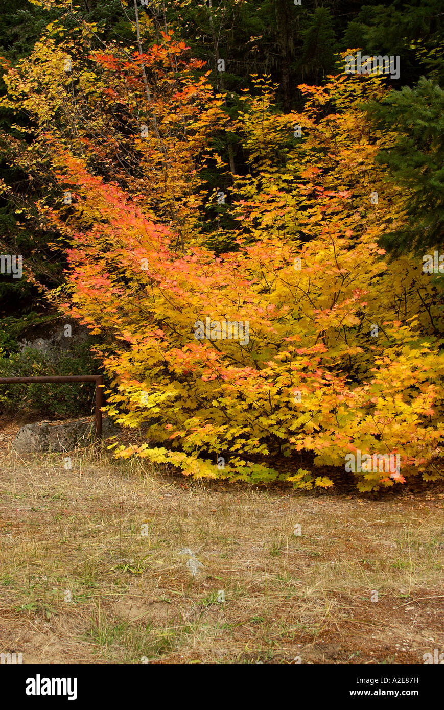 Vine maple leaves turning color in the fall Stock Photo - Alamy