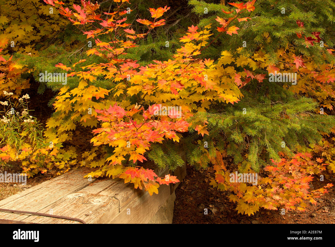 Vine maple leaves turning color in the fall Stock Photo - Alamy