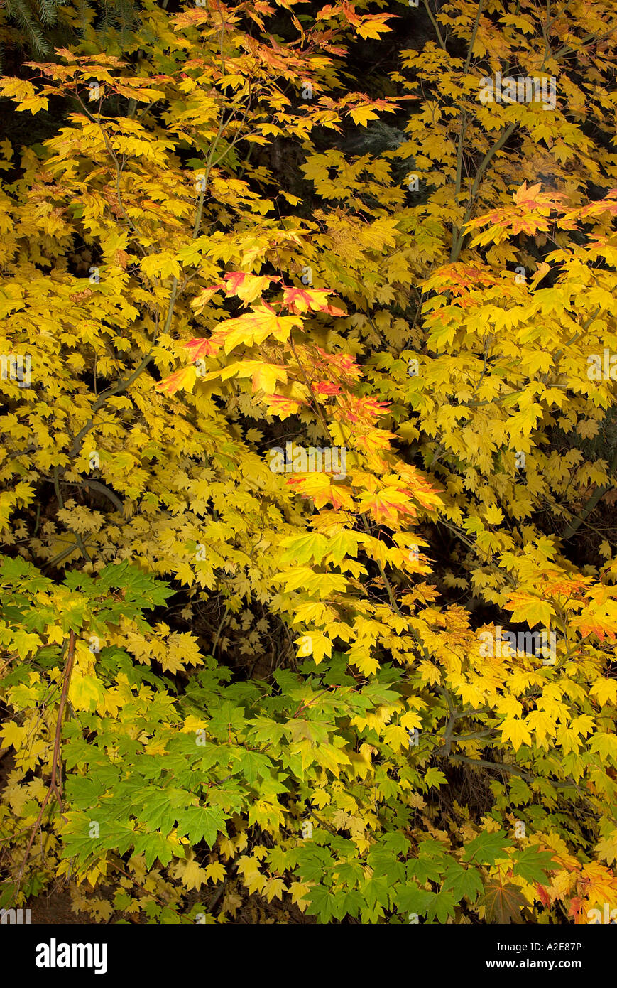 Vine maple leaves turning color in the fall Stock Photo - Alamy