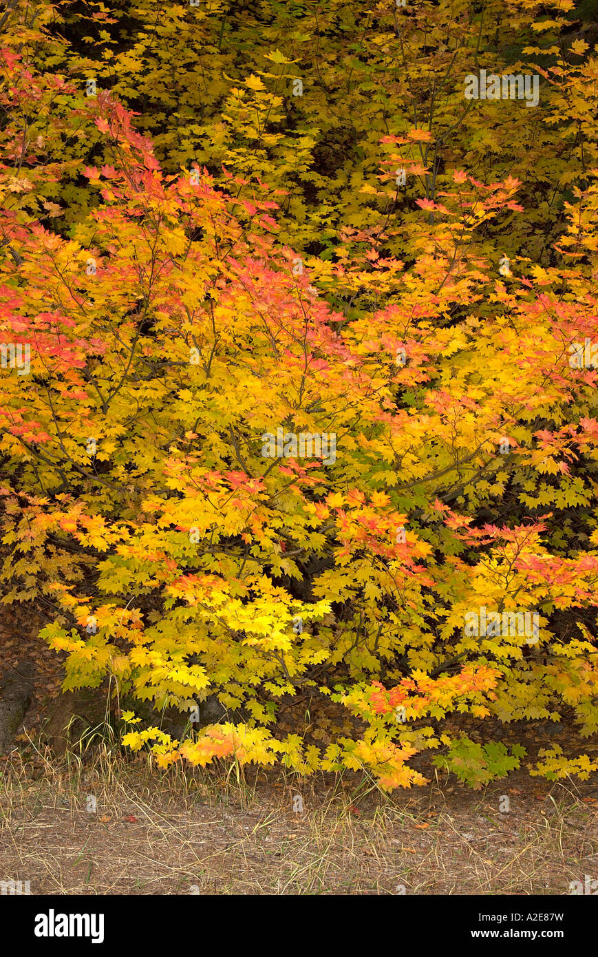 Vine maple leaves turning color in the fall Stock Photo - Alamy