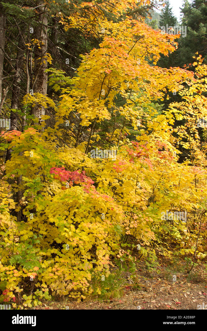 Vine maple leaves turning color in the fall Stock Photo - Alamy