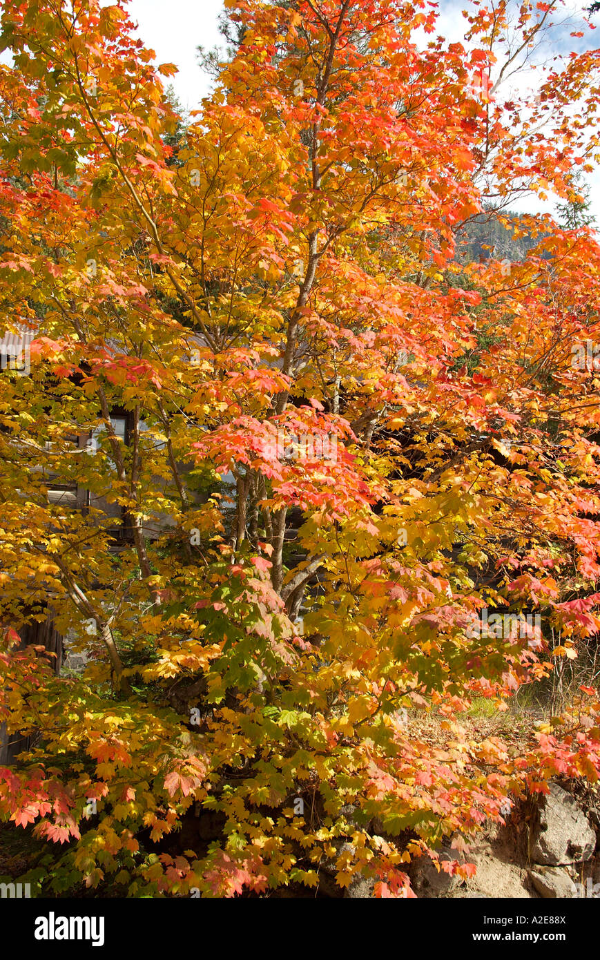 Vine maple leaves turning color in the fall Stock Photo - Alamy