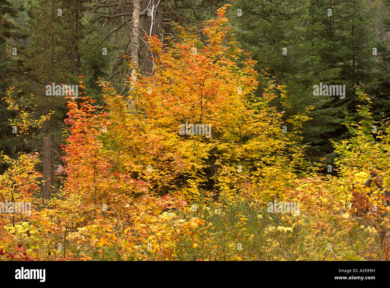 Vine maple leaves turning color in the fall Stock Photo - Alamy
