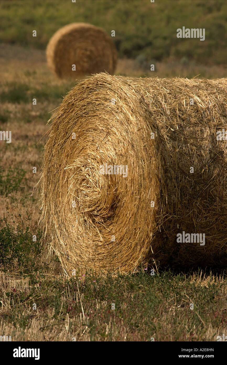 Round bale of hay in a field ready for picking up Stock Photo - Alamy