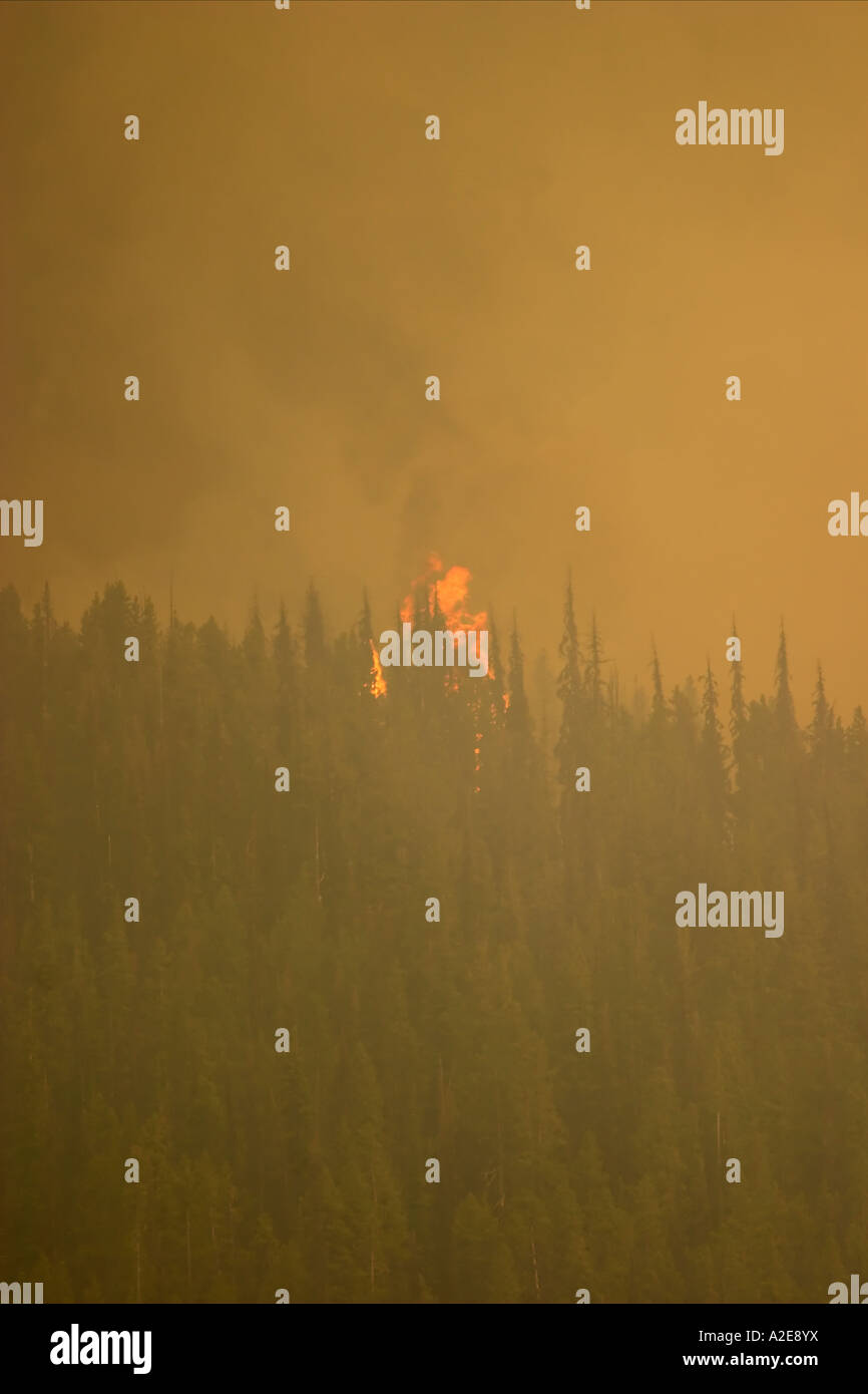 Trees torching on a ridge with smoke filled sky at the Spur Peak ...