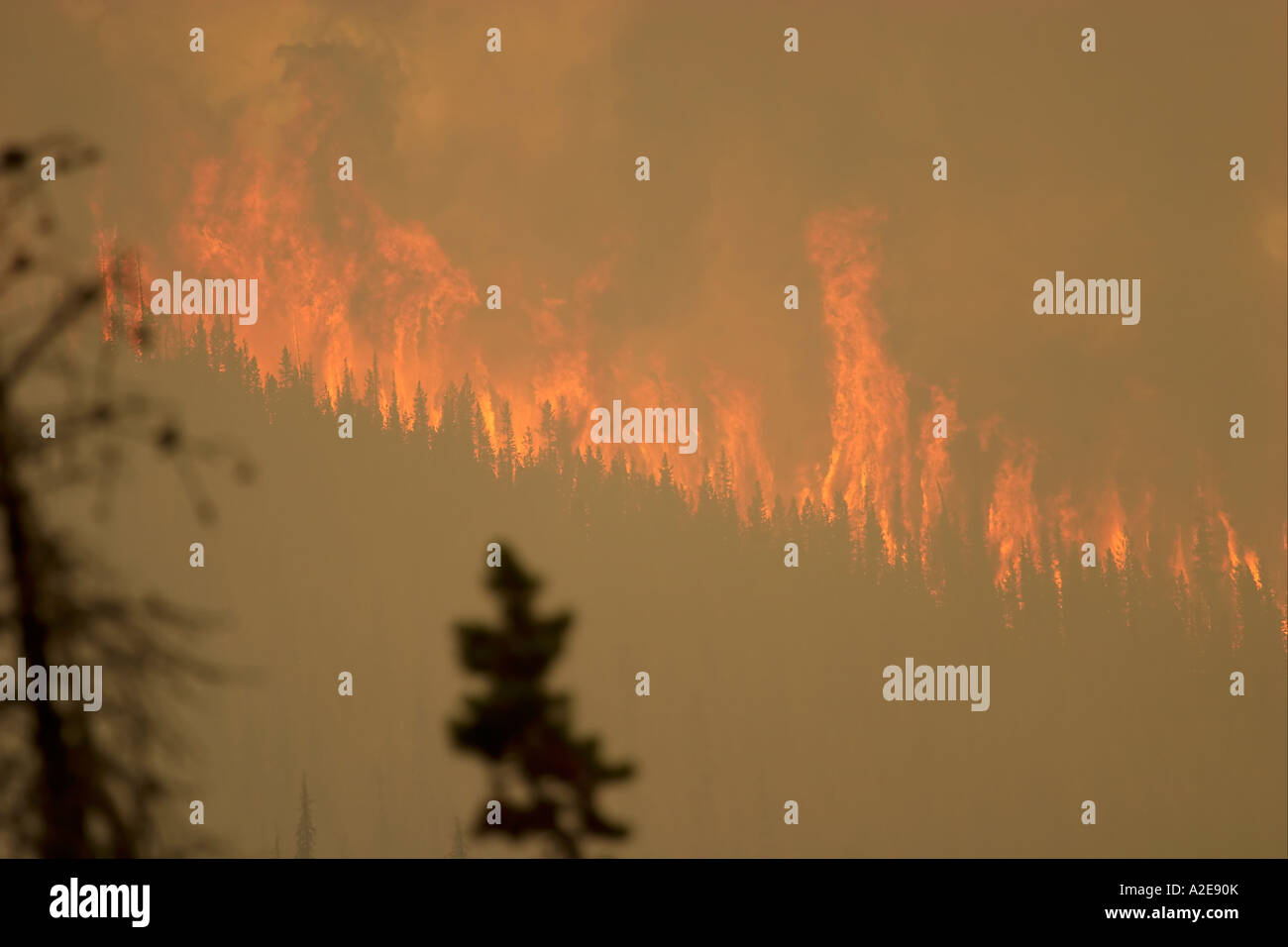 Trees torching on a ridge with smoke filled sky at the Spur Peak ...