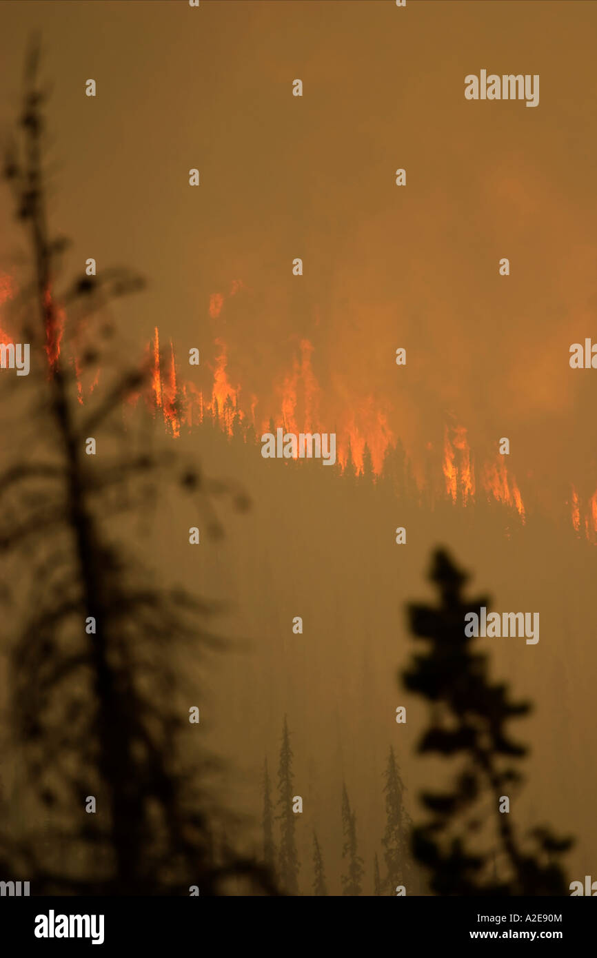 Trees torching on a ridge with smoke filled sky at the Spur Peak ...