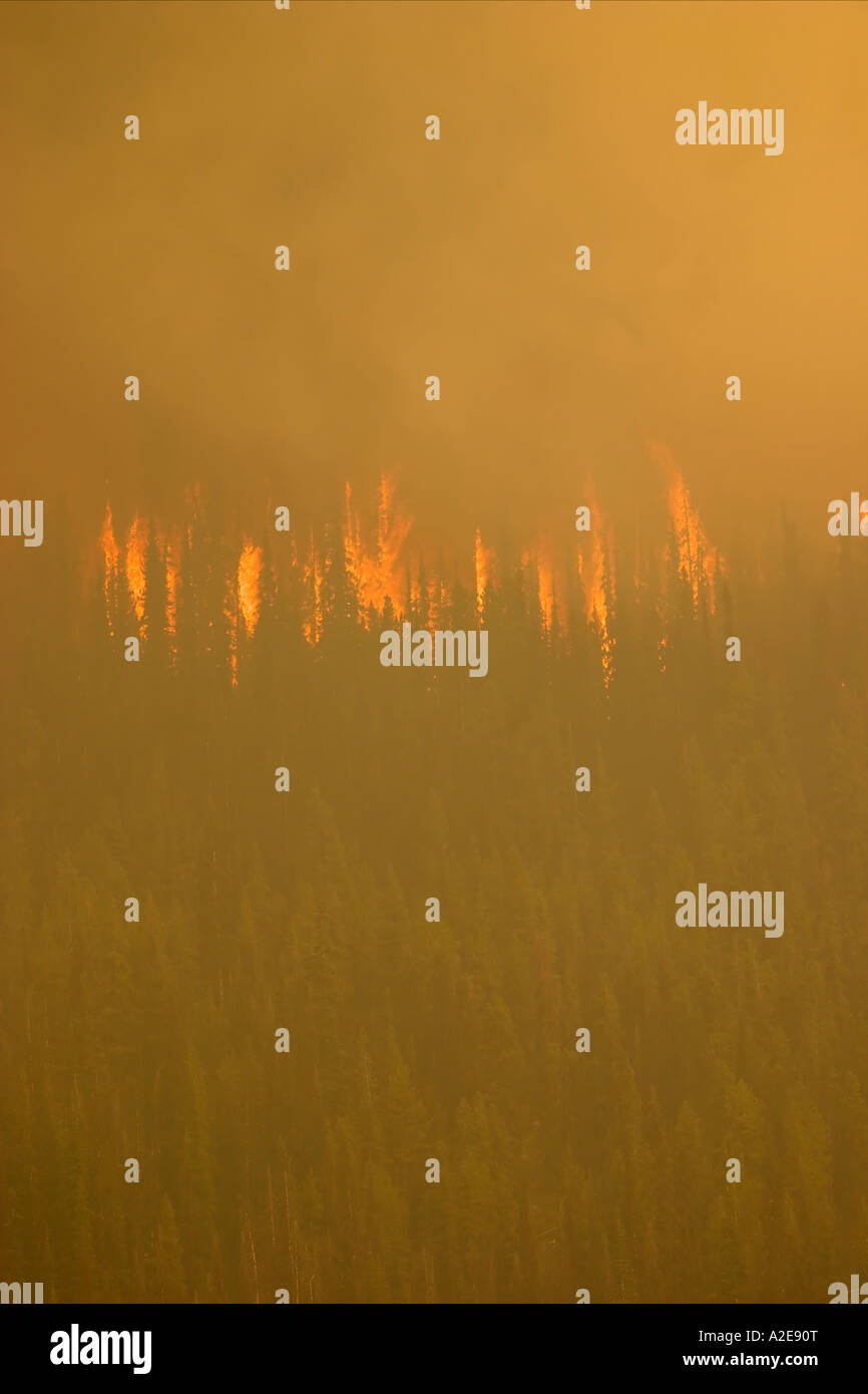 Trees torching on a ridge with smoke filled sky at the Spur Peak ...