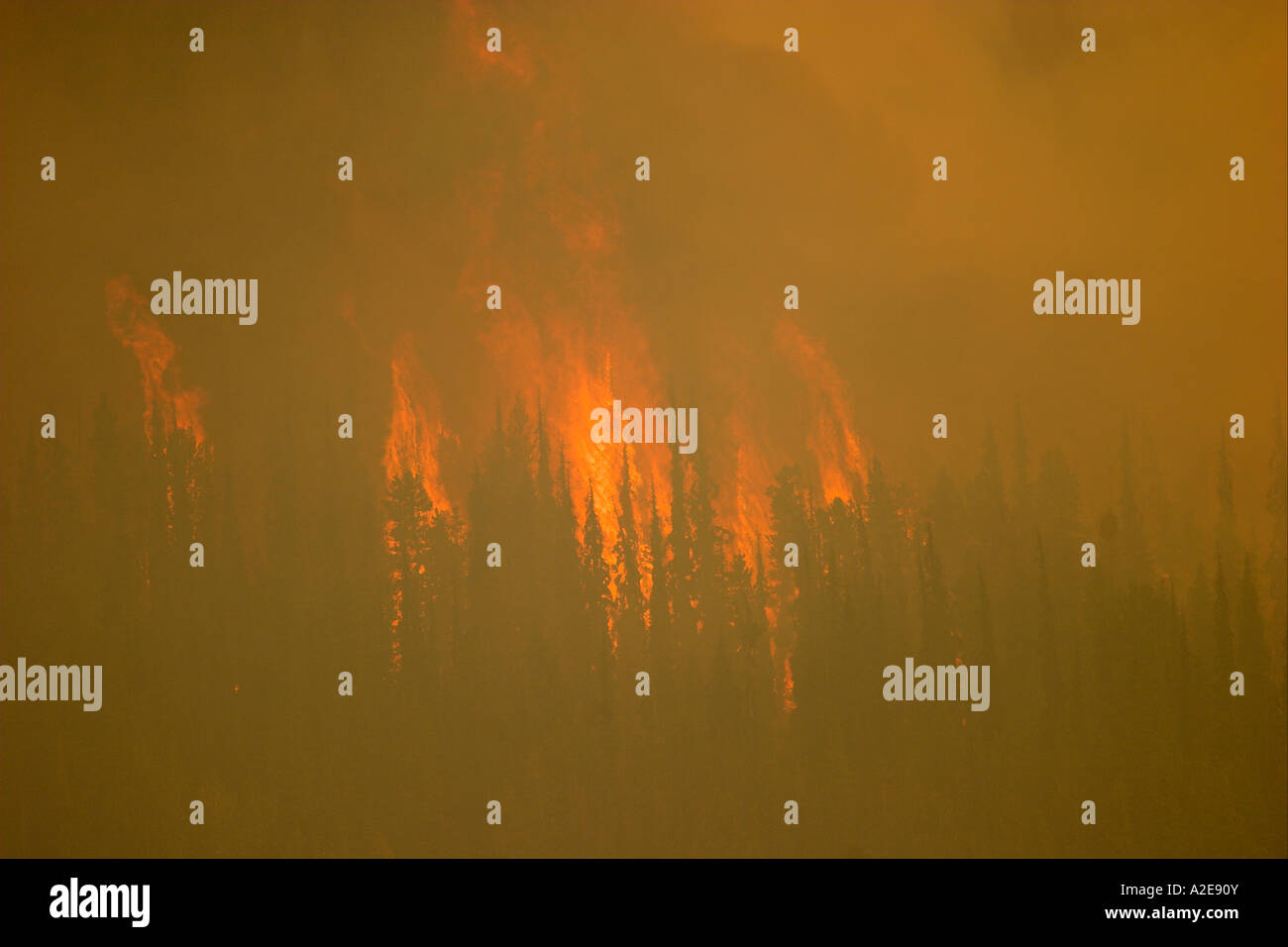Trees torching on a ridge with smoke filled sky at the Spur Peak ...