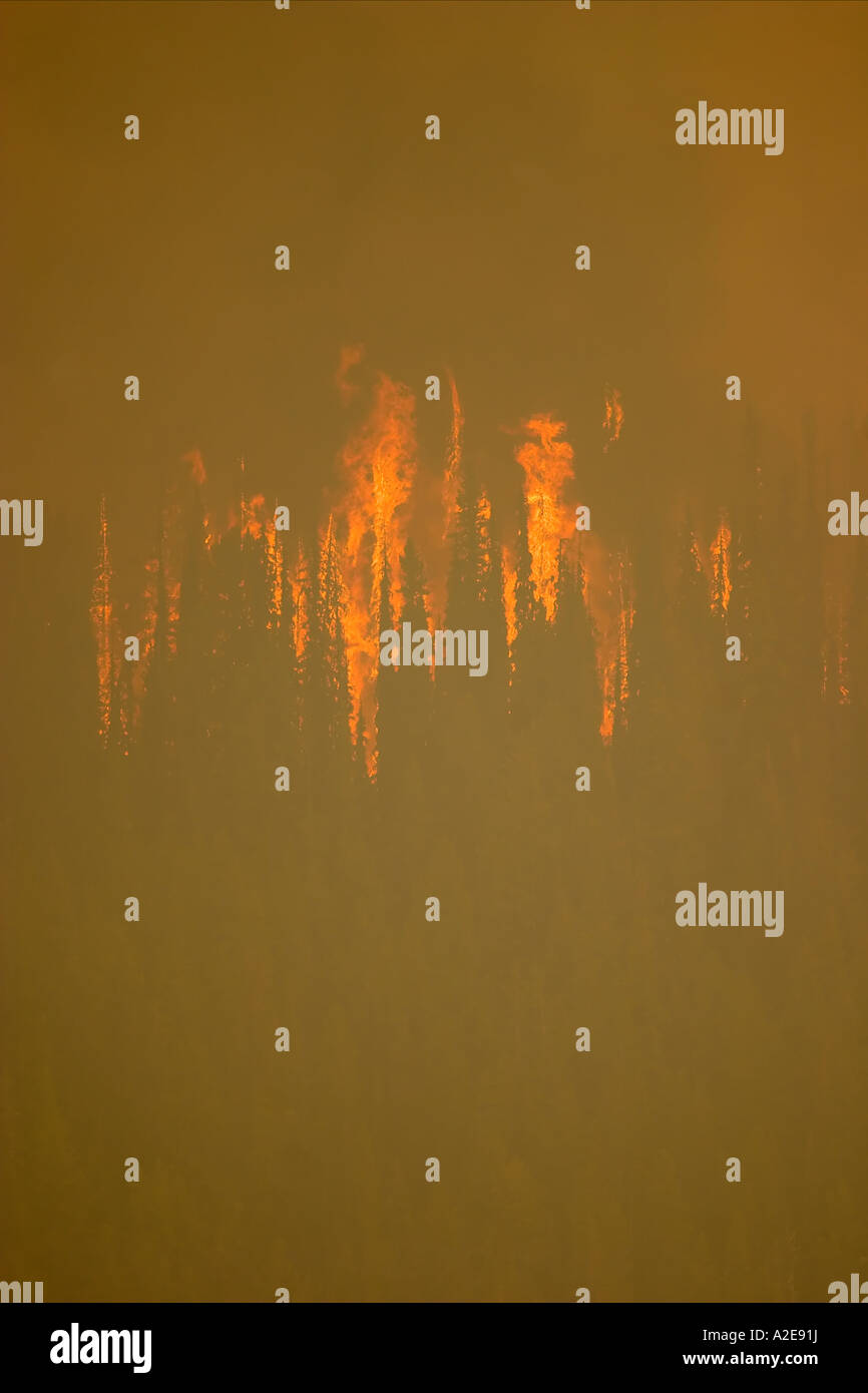 Trees torching on a ridge with smoke filled sky at the Spur Peak ...