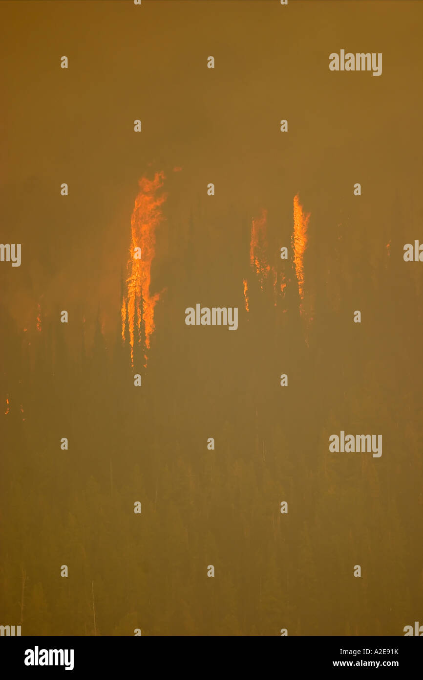 Trees torching on a ridge with smoke filled sky at the Spur Peak ...