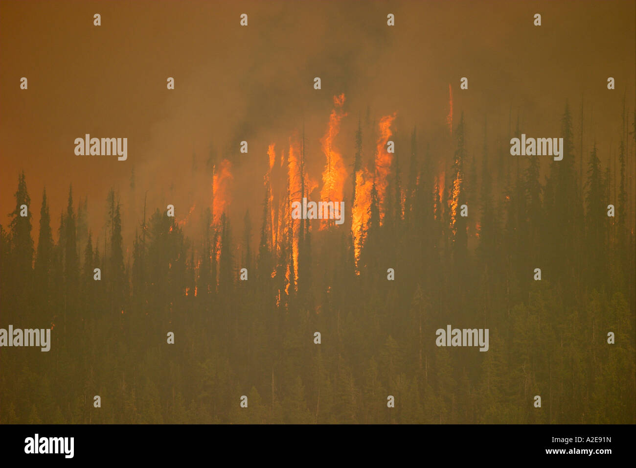 Trees torching on a ridge with smoke filled sky at the Spur Peak ...