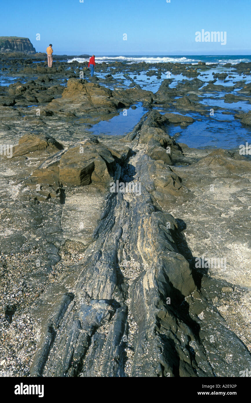Fossil tree in the petrified forest at Curio Bay Waikawa The Catlins ...