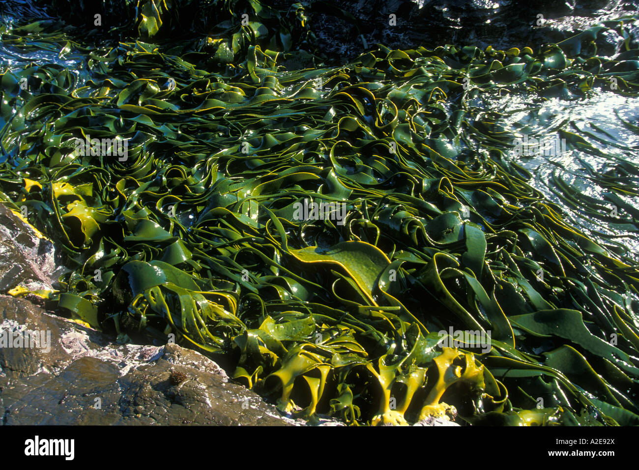 Kelp growing on rocky shore at Curio Bay Waikawa The Catlins Otago ...