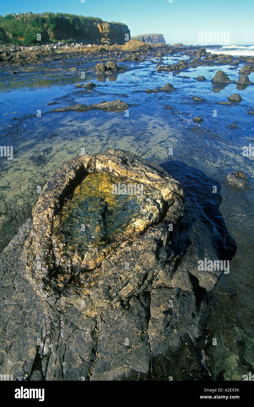 Fossil tree stump in the petrified forest at Curio Bay Waikawa The ... Fossil tree stump in the petrified forest at Curio Bay Waikawa The ...