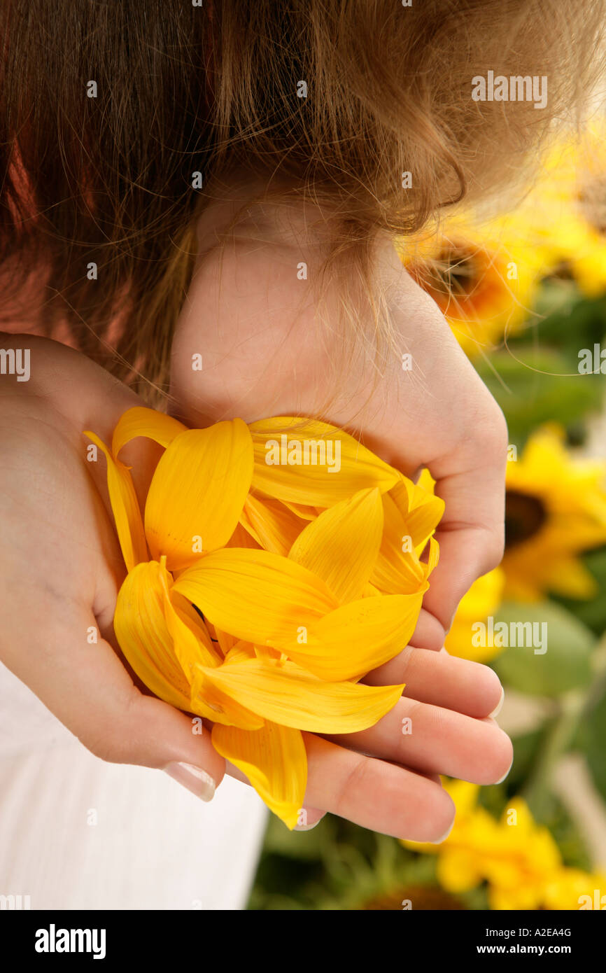 Hands holding sunflower petals Stock Photo - Alamy