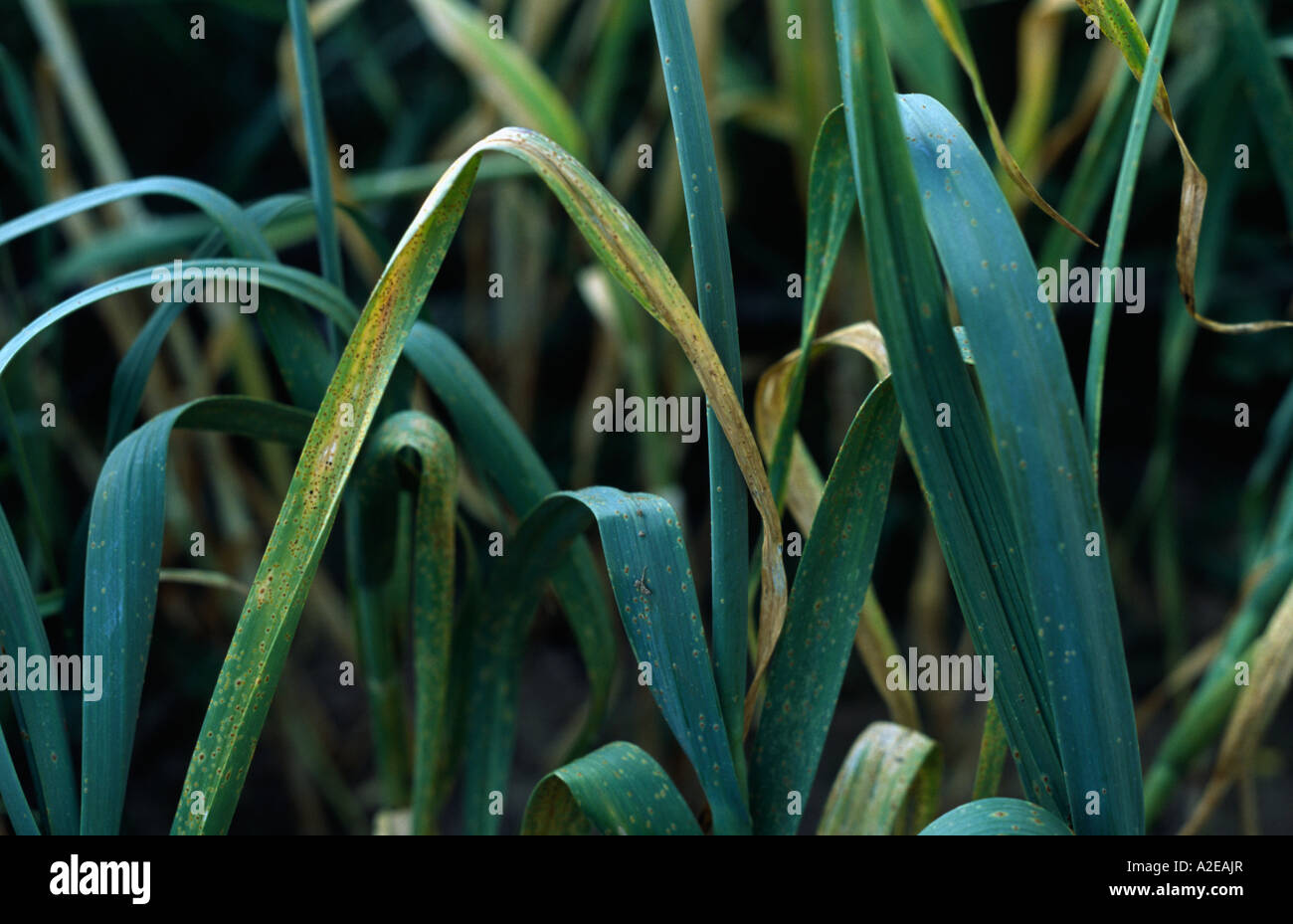 Garlic rust hi-res stock photography and images - Alamy