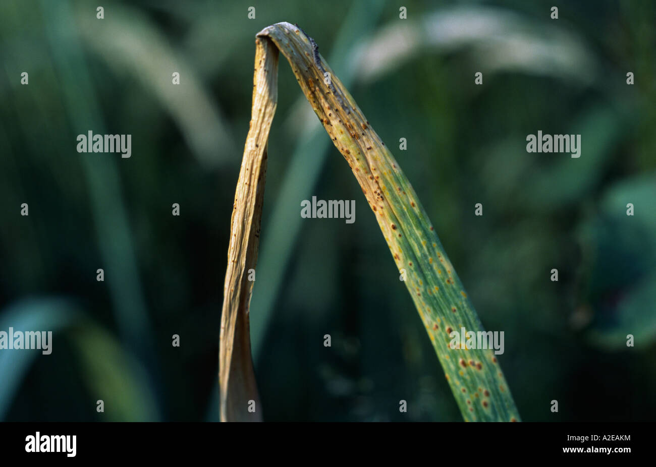 Garlic rust hi-res stock photography and images - Alamy