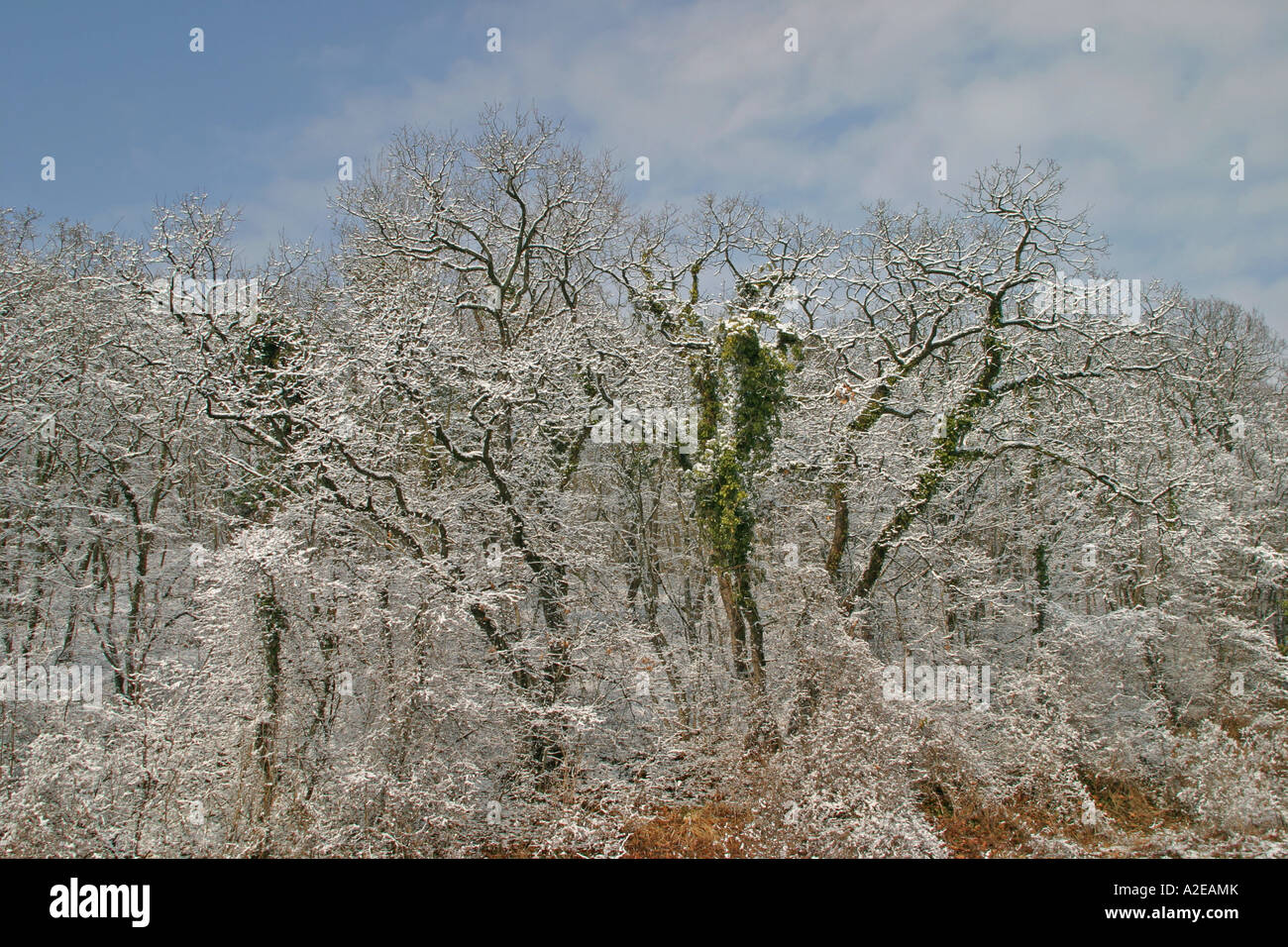 Winter trees, Bulgaria Stock Photo - Alamy