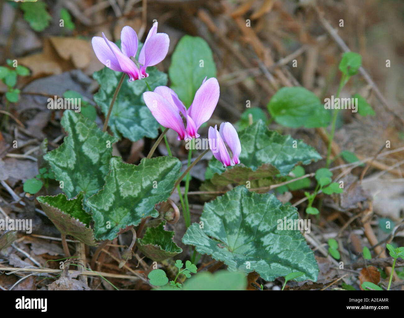 Cyclamen hederifolium shade hi-res stock photography and images - Alamy