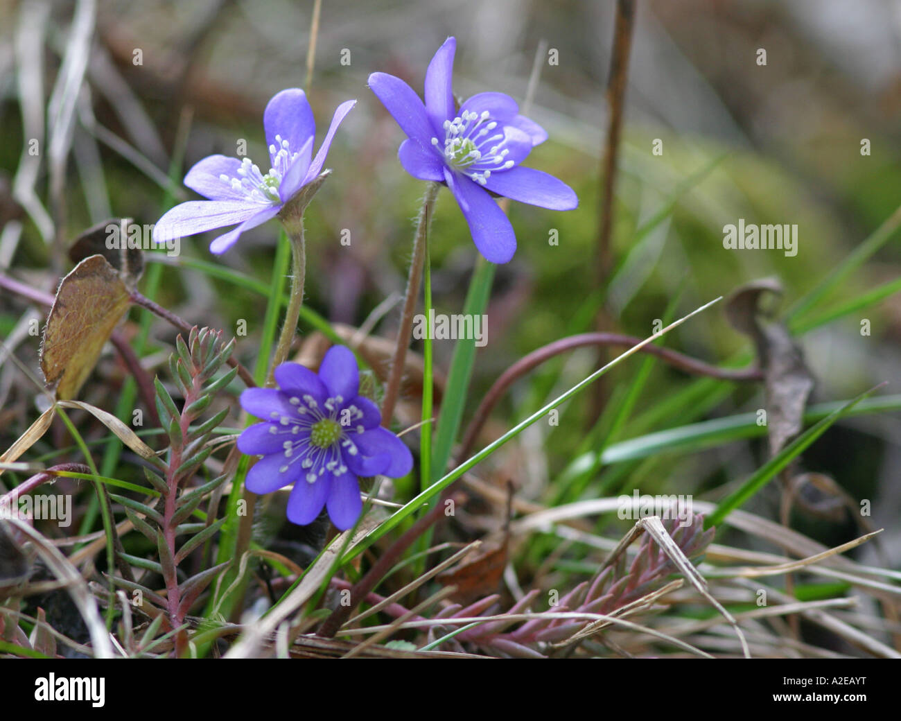 Liverleaves hi-res stock photography and images - Alamy