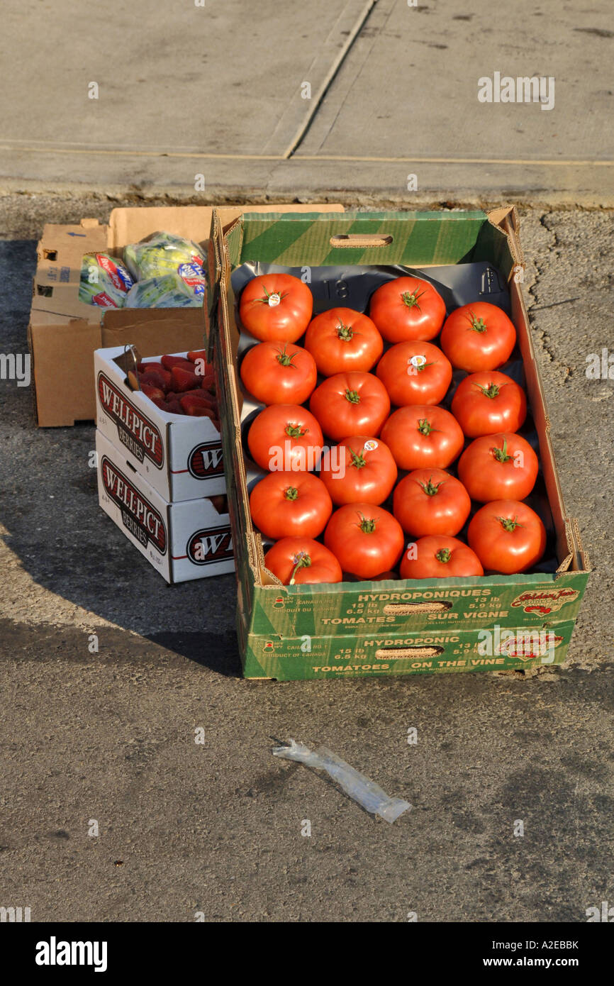 Delivery Boxes of Fresh Tomatoes Stock Photo - Alamy