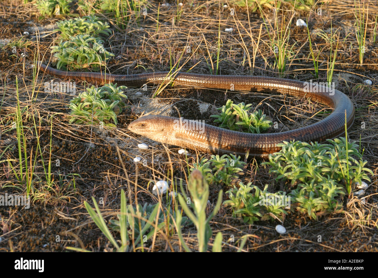 European glass lizard armored glass lizard Ophisaurus apodus Stock ...