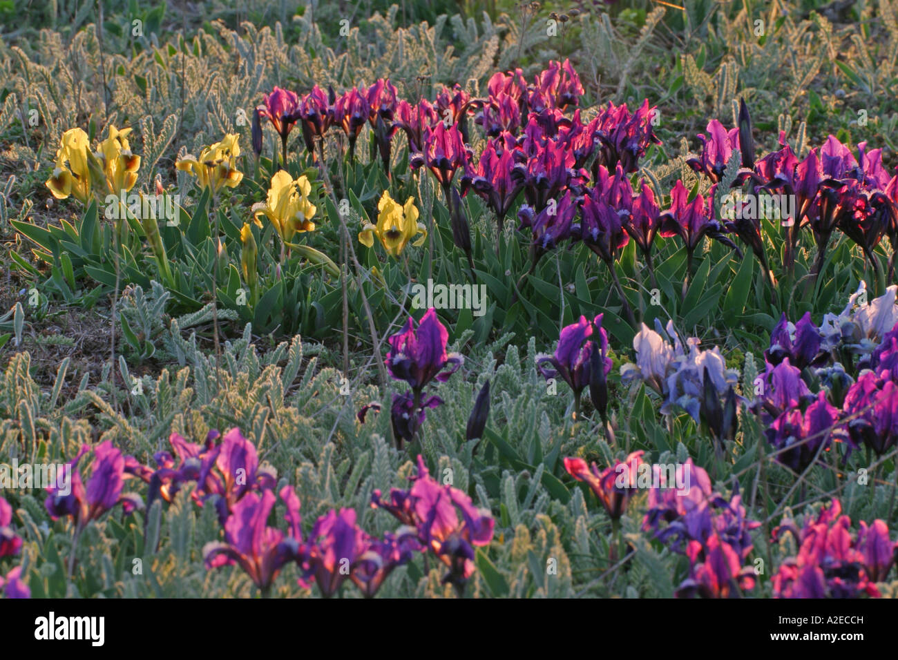 Iris pumila dwarf pogon iris, steppe area near, Kavarna, Bulgaria Stock ...