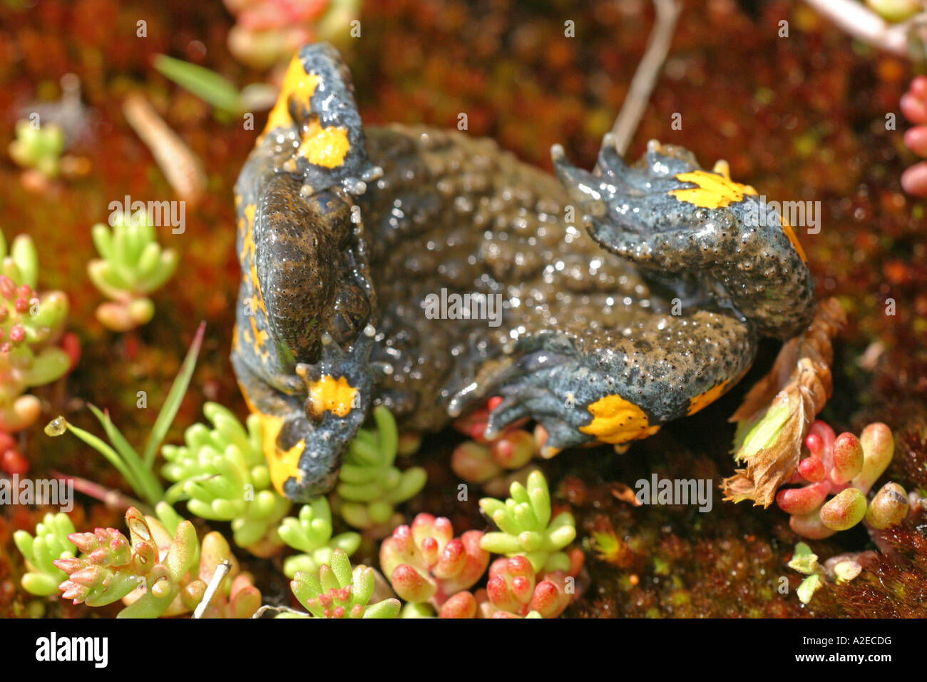 Yellow-bellied Toad /Bombina variegata Stock Photo - Alamy