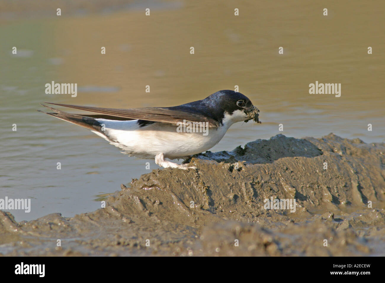 House Martin collecting mud for nest building Stock Photo - Alamy