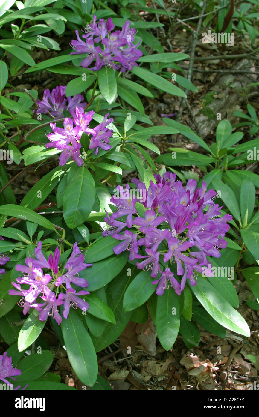 Rhododendron ponticum, Strandja mountain, Bulgaria, natural park ...