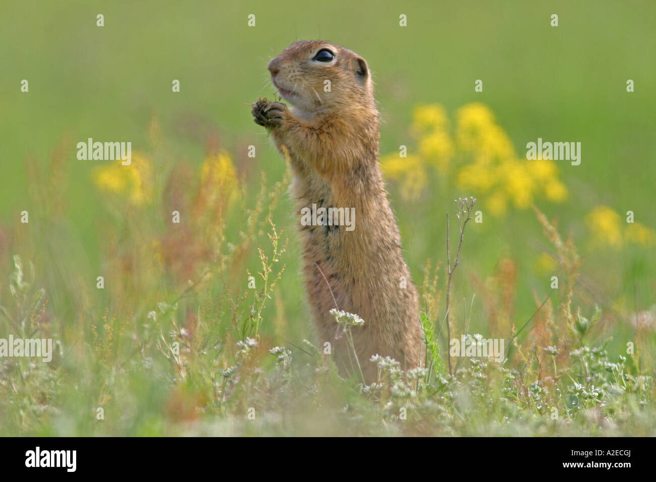 Susliks hi-res stock photography and images - Alamy