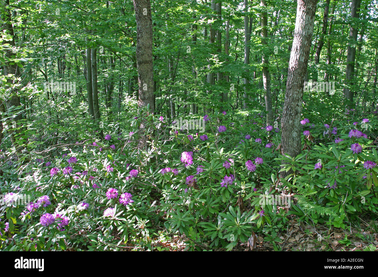 Strandja rhododendron hi-res stock photography and images - Alamy