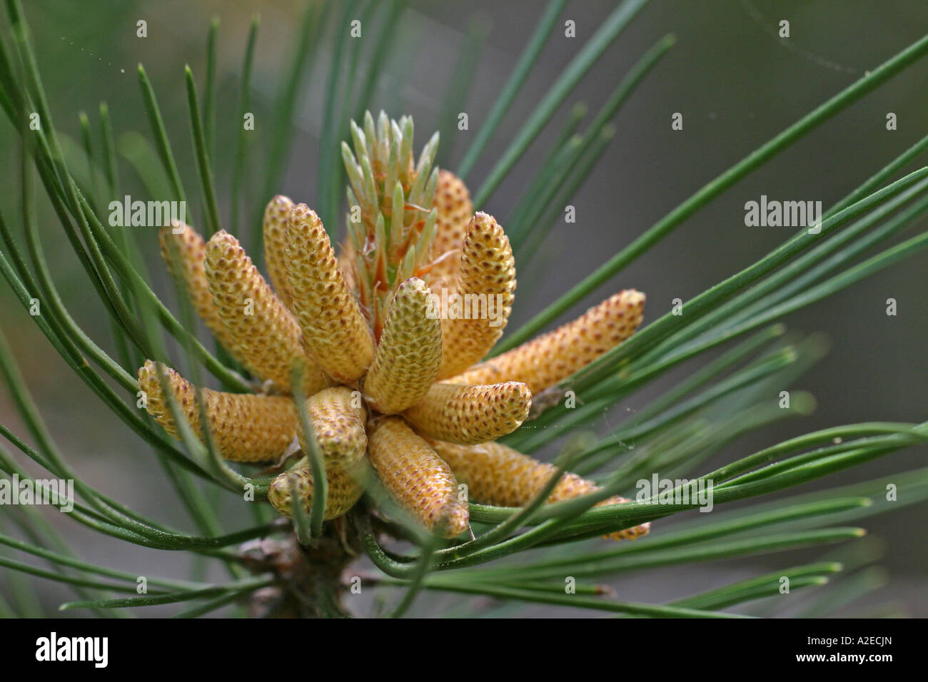 Pine seed germination hi-res stock photography and images - Alamy
