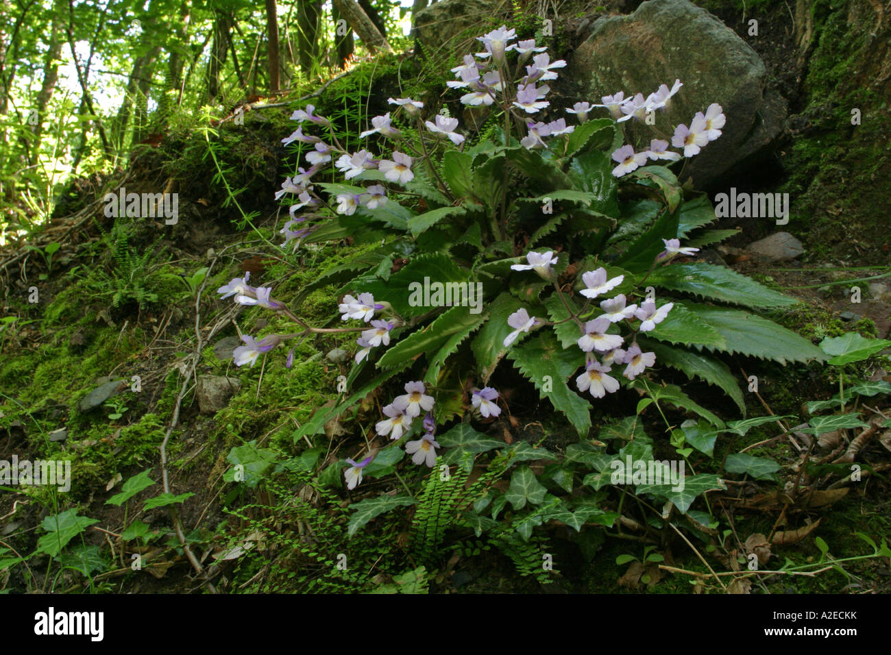 Gesneriaceae, Haberlea rhodopensis Stock Photo - Alamy