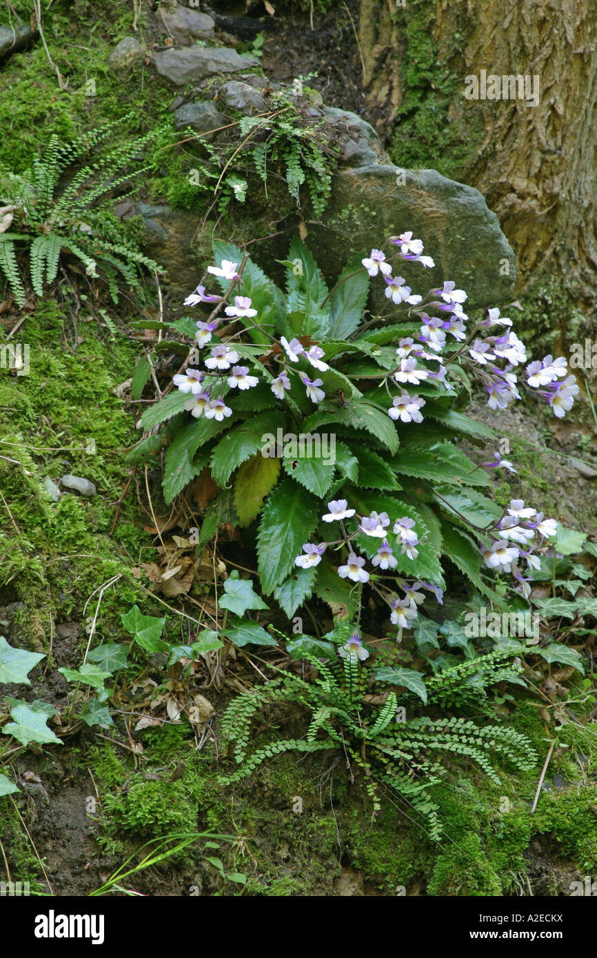 Gesneriaceae, Haberlea rhodopensis Stock Photo - Alamy