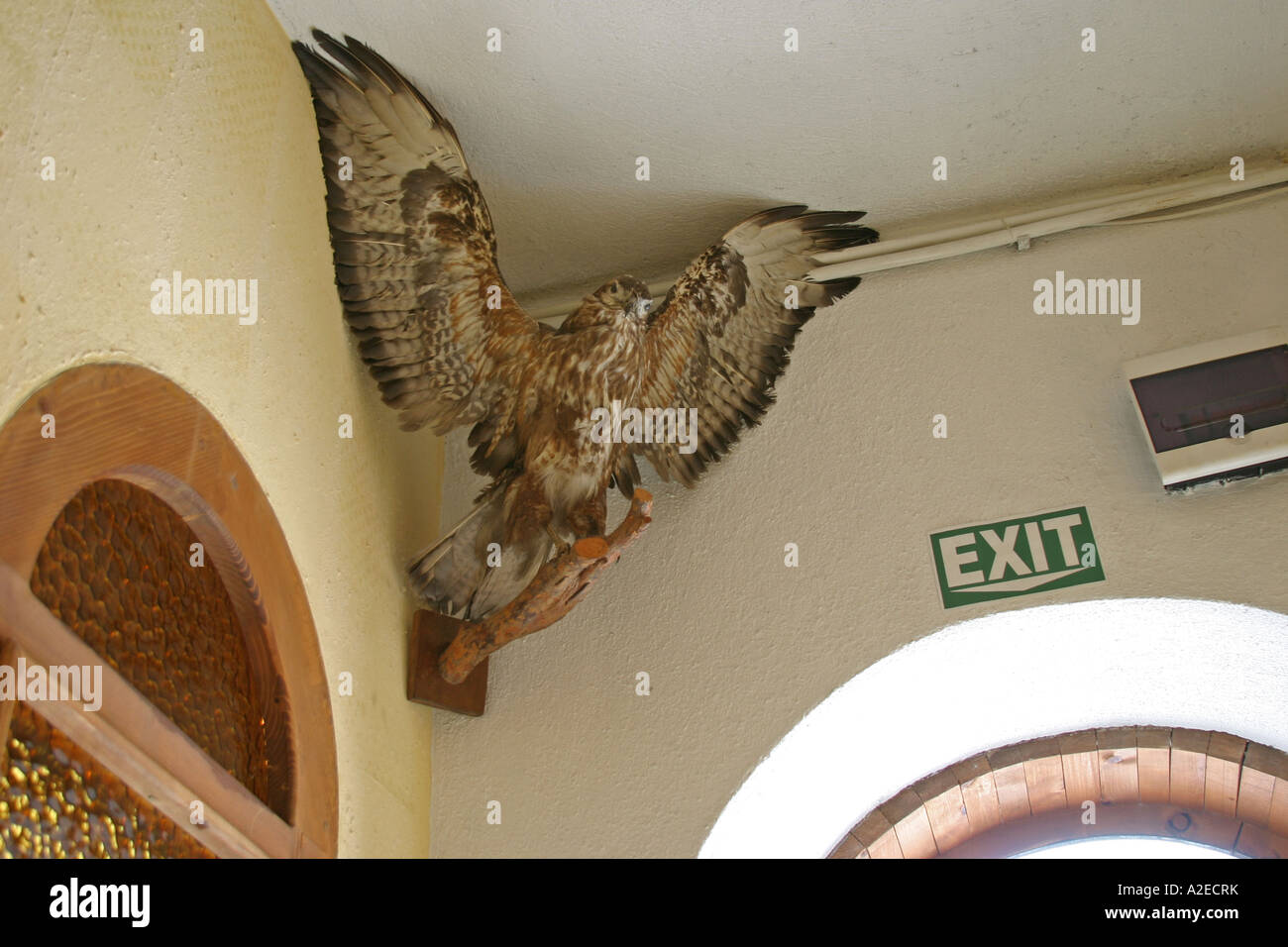 stuffed Buzzard, Bulgaria Stock Photo - Alamy