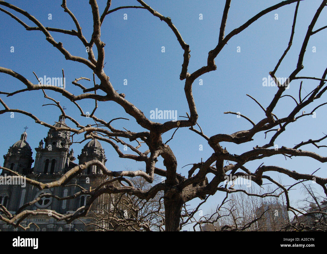 Beijing Tree IV Stock Photo - Alamy