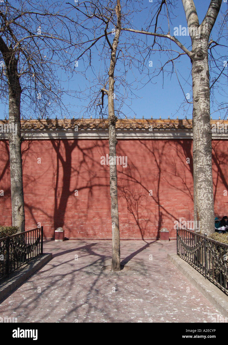 Beijing Tree III Stock Photo - Alamy