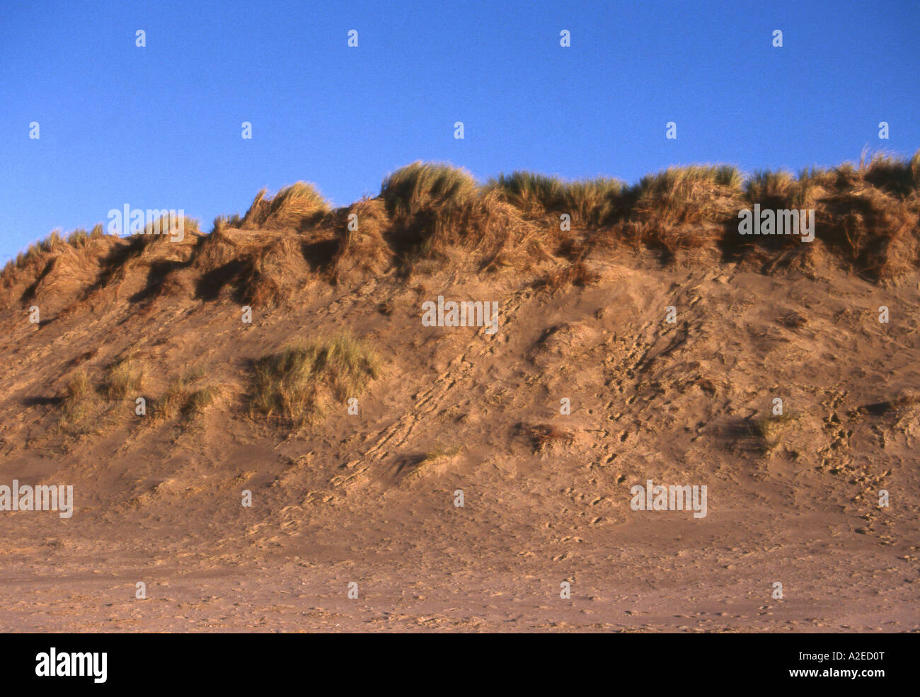 Formby beach squirrel hi-res stock photography and images - Alamy