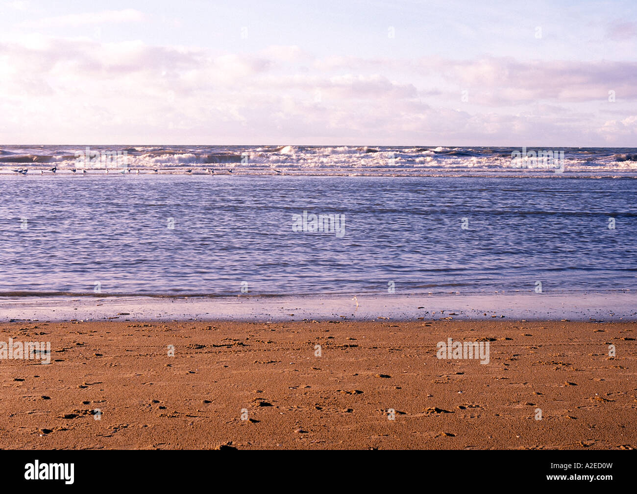 Formby beach squirrel hi-res stock photography and images - Alamy