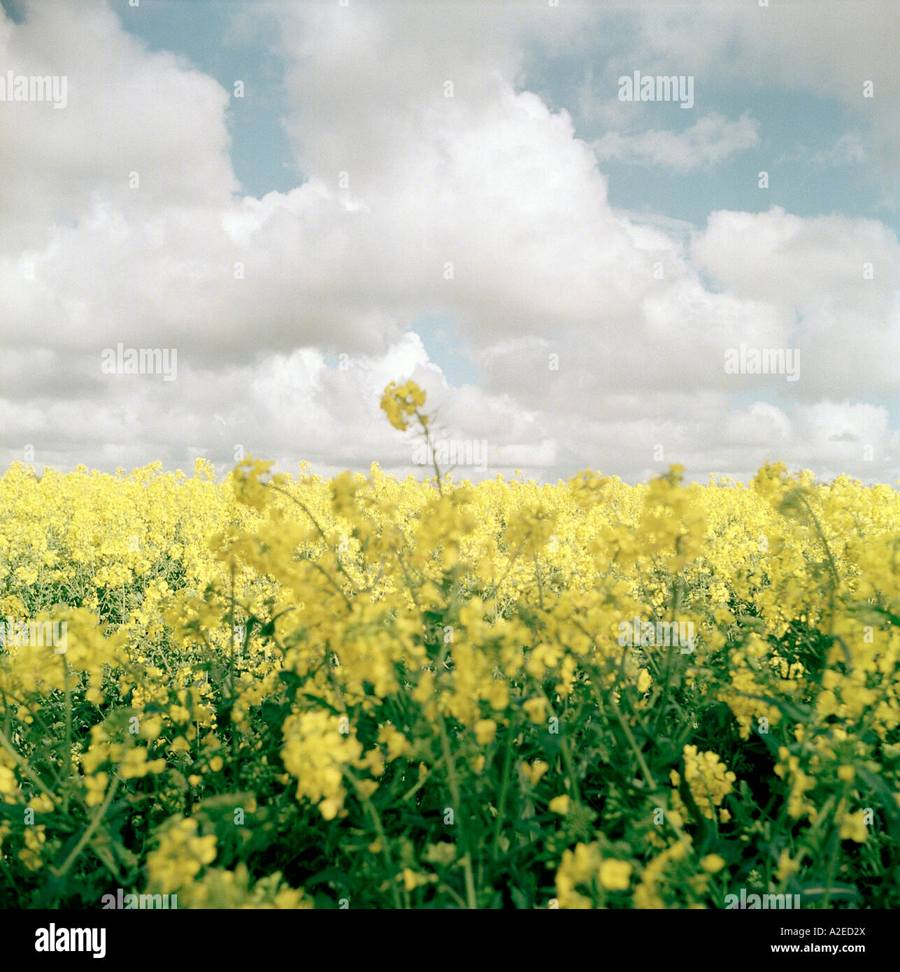 Vast rapeseed field in hi-res stock photography and images - Alamy