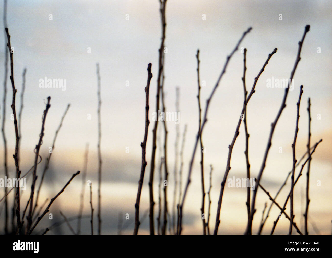 Bramble twigs hi-res stock photography and images - Alamy