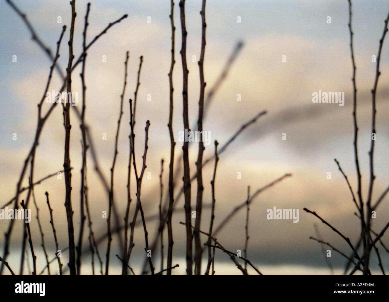 Bramble twigs hi-res stock photography and images - Alamy