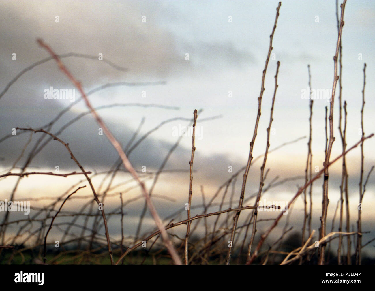 Bramble twigs hi-res stock photography and images - Alamy