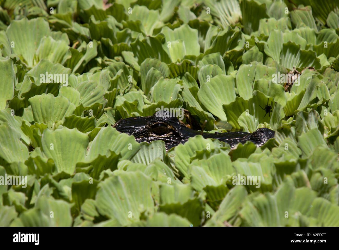 Alligator and spider Stock Photo - Alamy