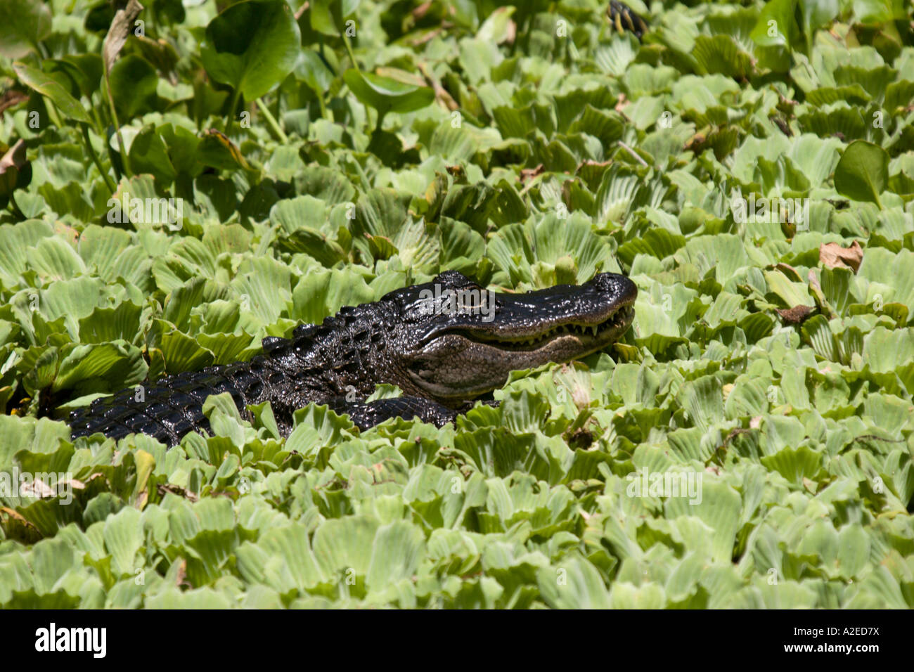 Alligator in lettuce swamp Stock Photo - Alamy